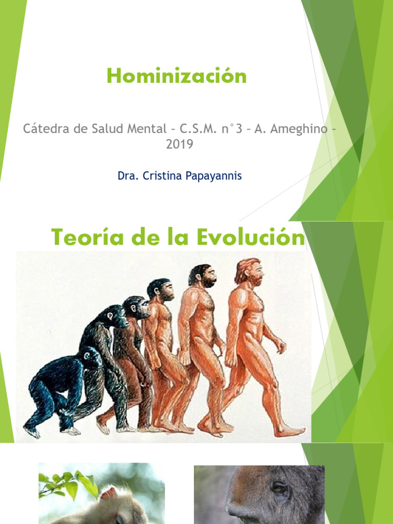 Evolución y Neotenia en Humanos | PDF | Cerebro | Neocortex