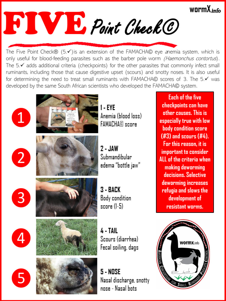 The Five Point Check | PDF | Diseases And Disorders | Medical Specialties