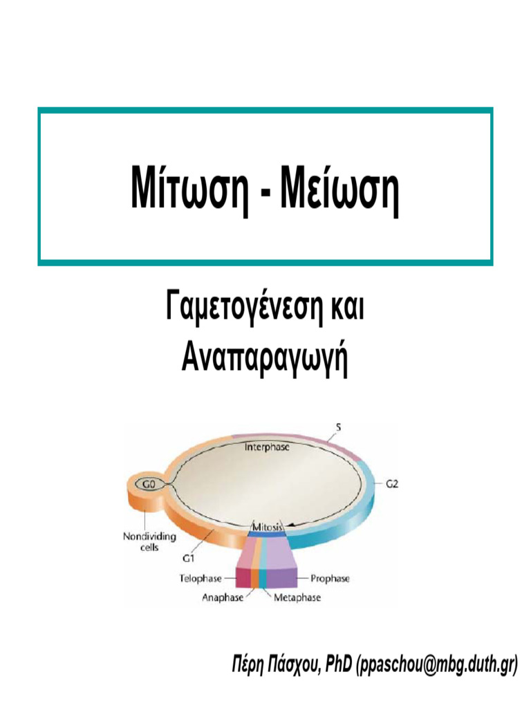 Μιτωση Μειωση PDF | PDF