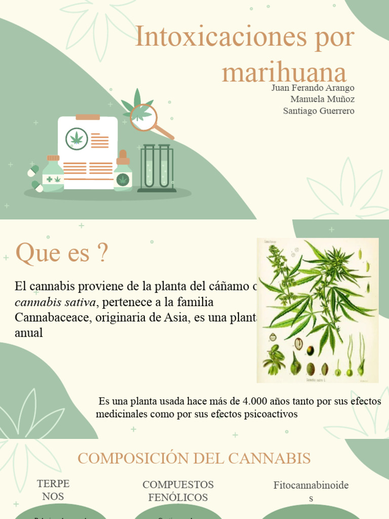 Intoxicaciones Por Marihuana | PDF | Cannabis (Droga) | Tetrahidrocannabinol