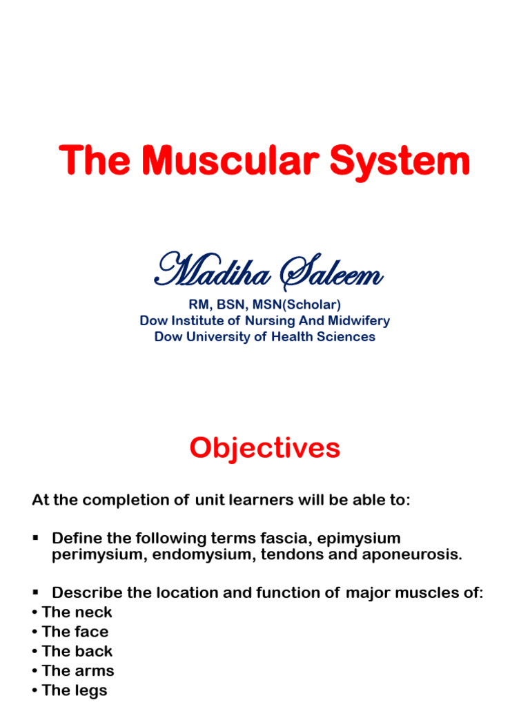 The Muscular System by MS | PDF