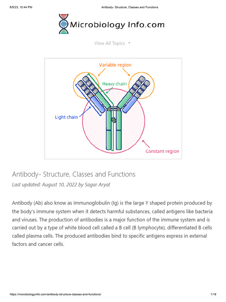 Antibody - Structure, Classes and Functions | PDF | Antibody | Medical ...