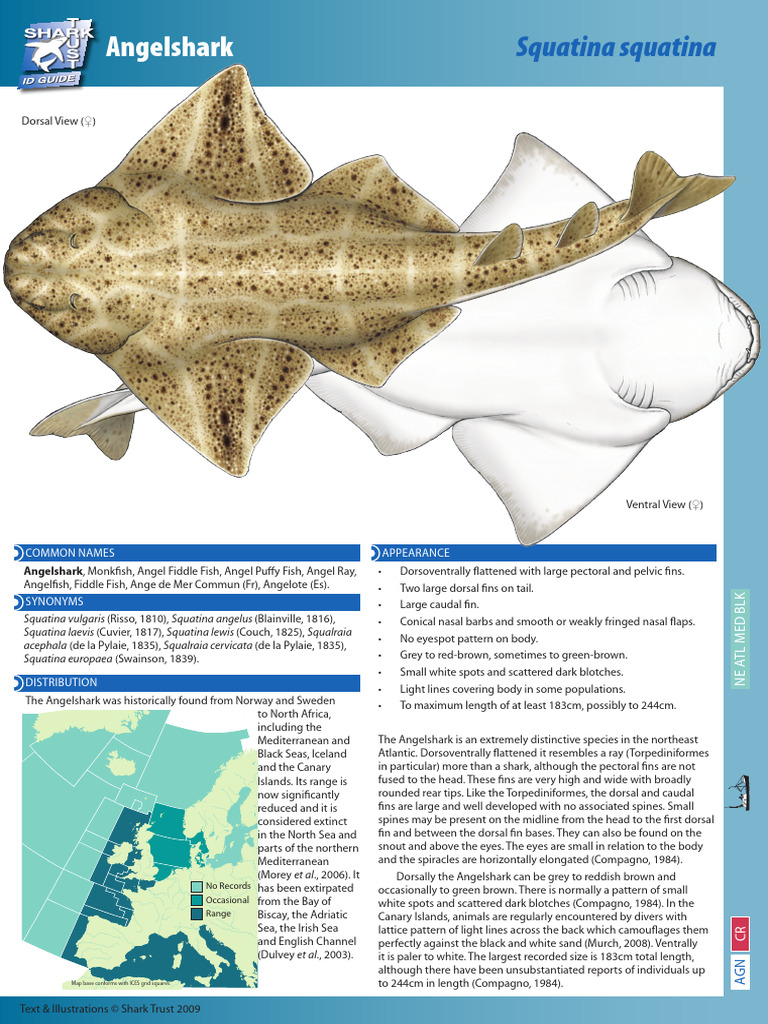 Angelshark ST Factsheet | PDF | Fish | Aquatic Animals
