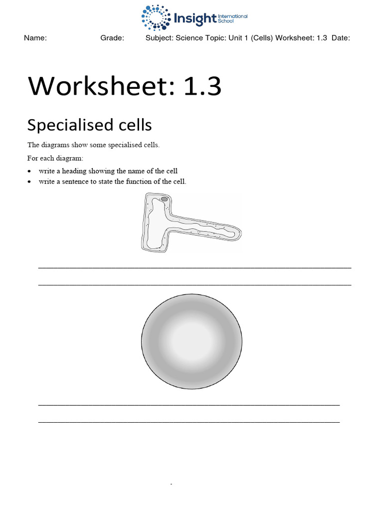 Specialised Cells Worksheet 1.3 | PDF