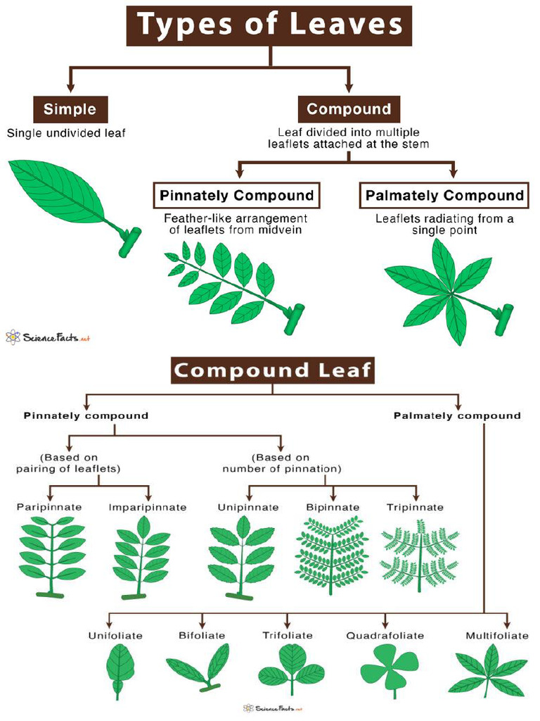 Leaf | PDF