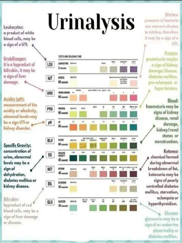 Urinalysis | PDF