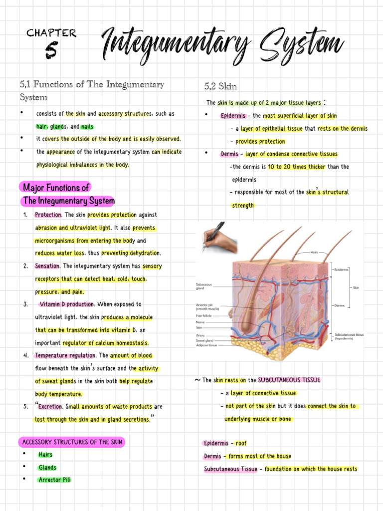 Integumentary System | PDF