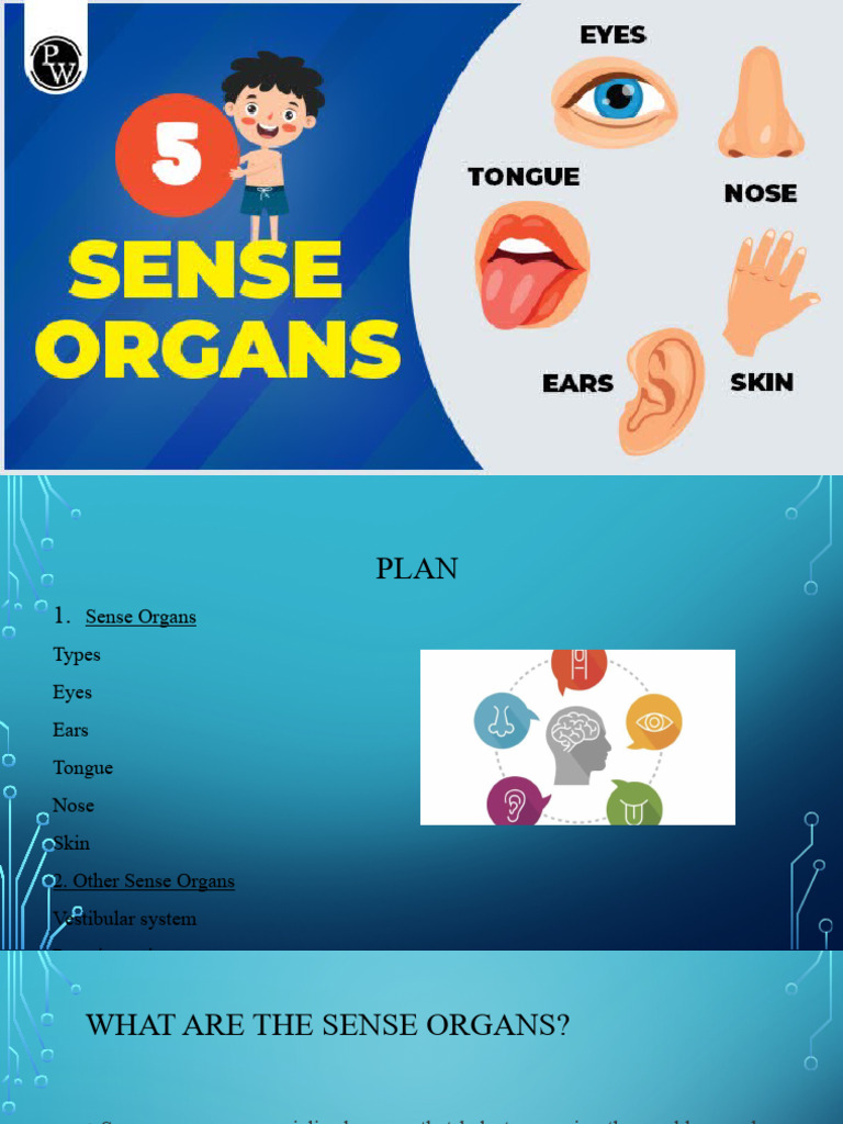 Sense Organs | PDF | Senses | Eye