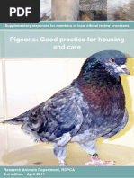 Fat pigeons | PDF