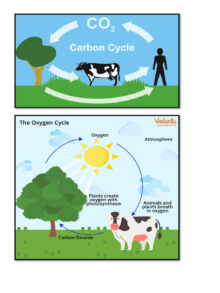 Oxygen Cycle | PDF