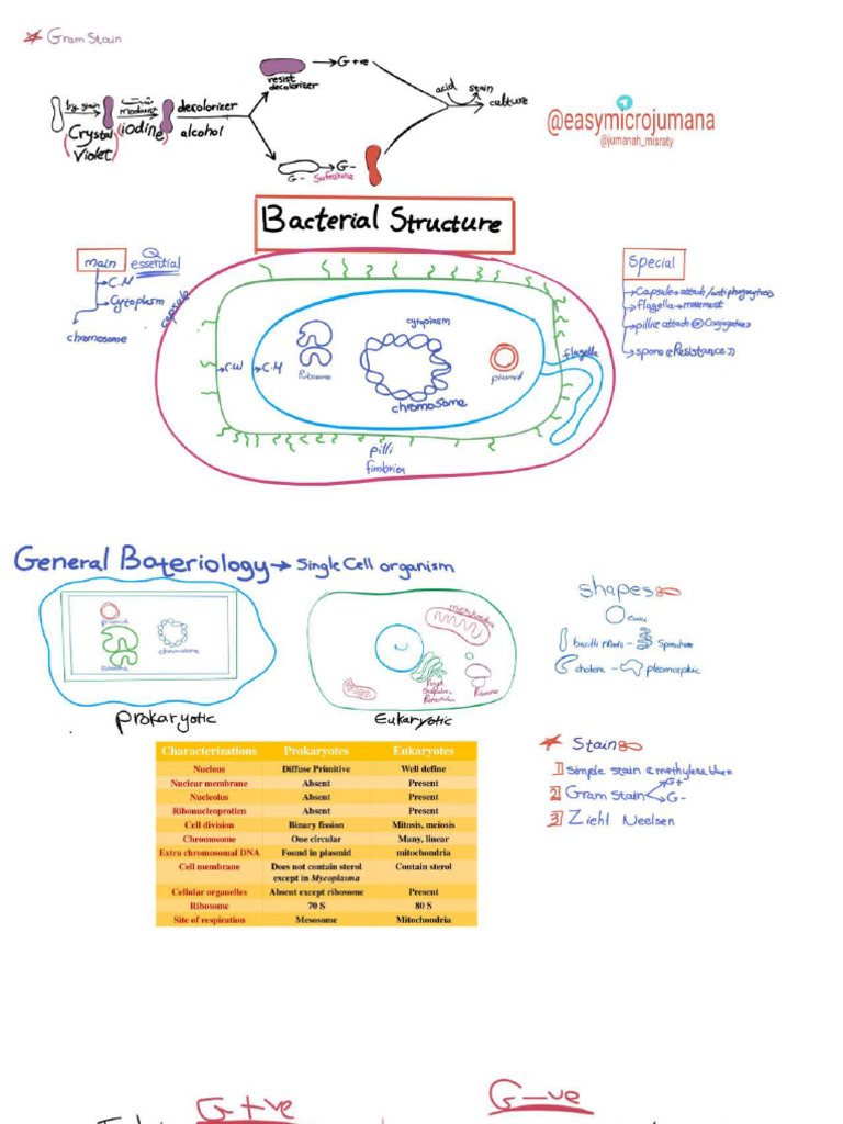 Bacterial Structure Jumana | PDF