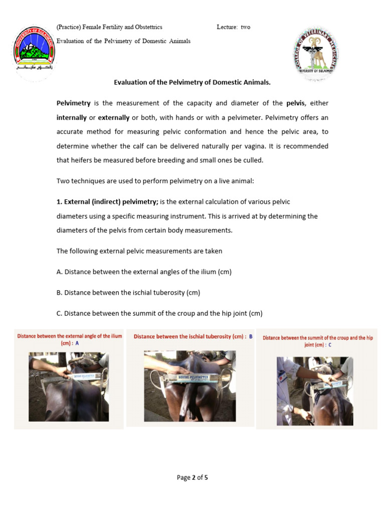 Lec 2 Prac Pelvimetry | PDF | Pelvis