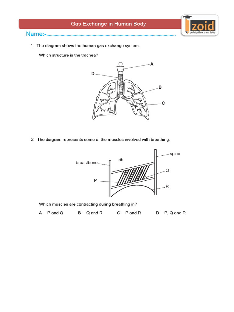 Human Gas Exchange System Quiz | PDF | Breathing | Lung