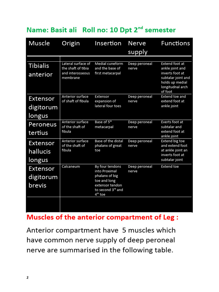 Foot and Leg Muscles Assignment | PDF