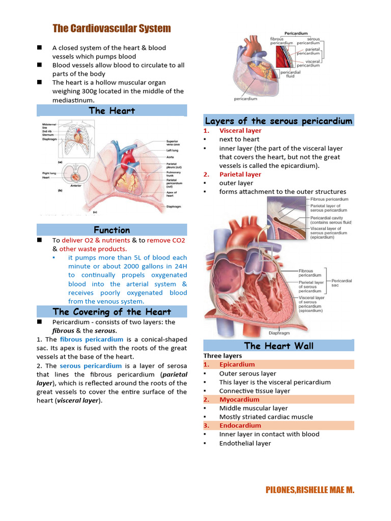 Overview of the Cardiovascular System | PDF | Aorta | Heart Valve