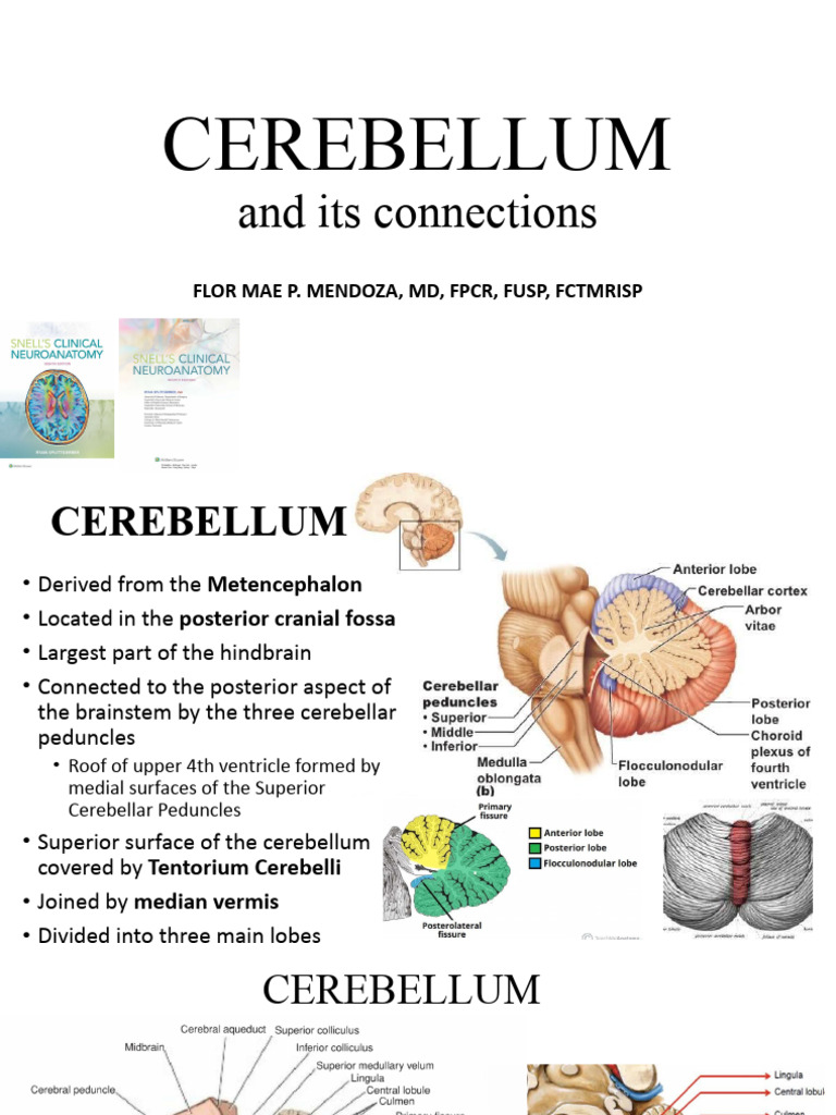 Cerebellum | PDF | Cerebellum | Neuroanatomy