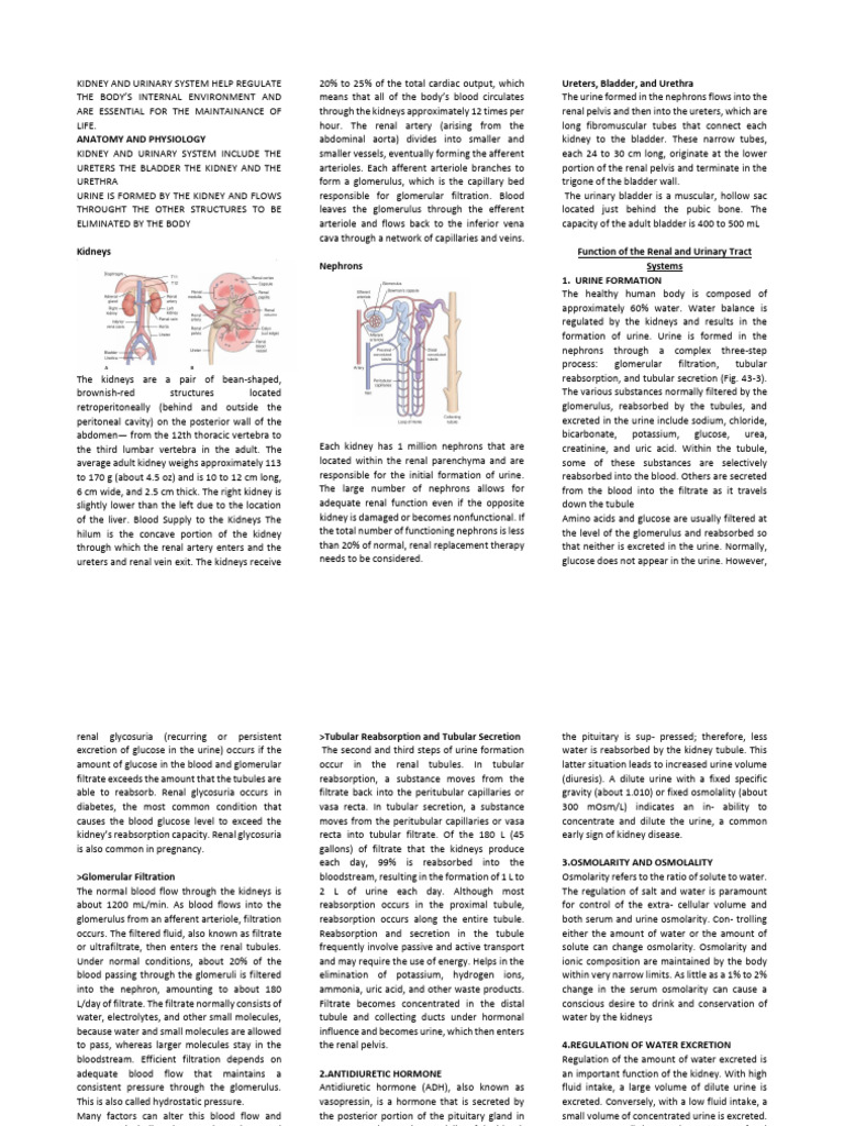 Kidney Renal System Intro | PDF