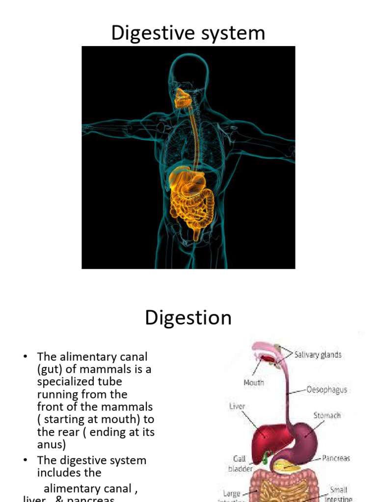 Digestion | PDF
