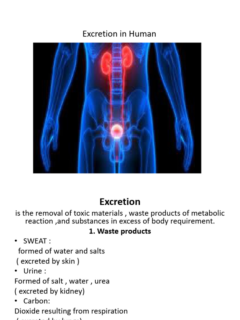 Execretion in Human | PDF