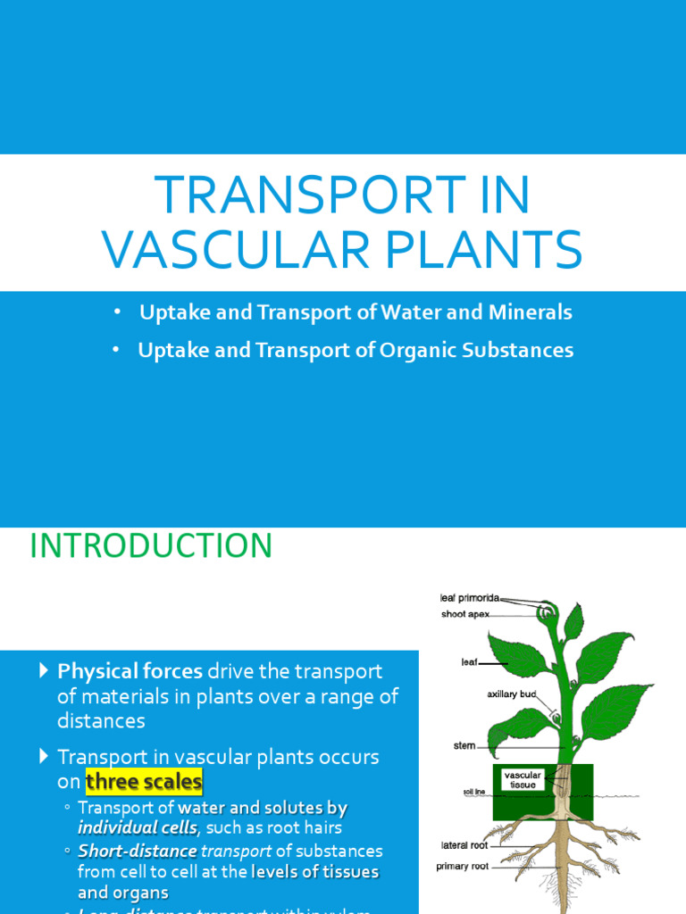 Chapter 11 - Transport in Vascular Plant | Download Free PDF | Stoma | Leaf