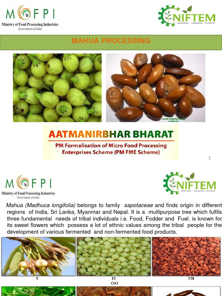 Mahua Processing | PDF | Agriculture | Botany