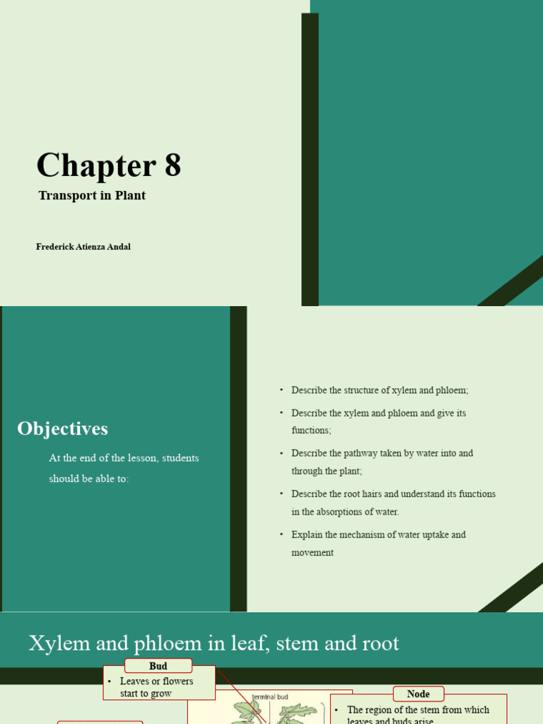 Chapter 8 Lesson 1 Xylem and Phloem, Water Uptake - UPDATED | PDF