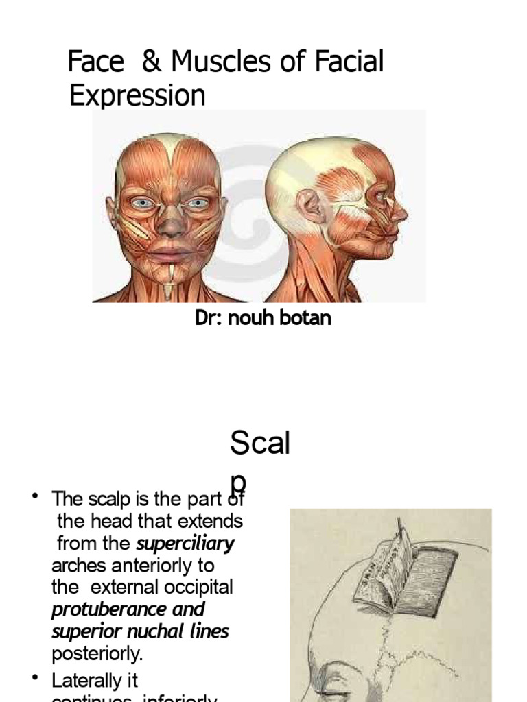 Botan's Scalp Muscles | PDF | Human Nose | Anatomy