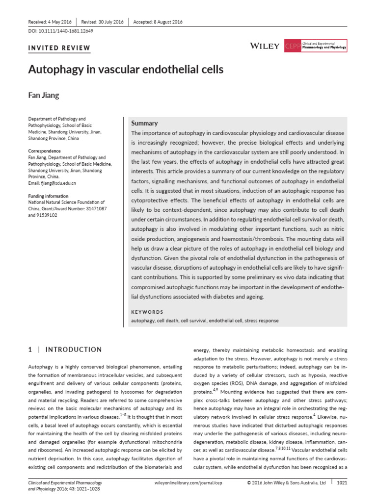 Autophagy in Vascular Endothelial Cells - 2016 | PDF | Autophagy | Endothelium