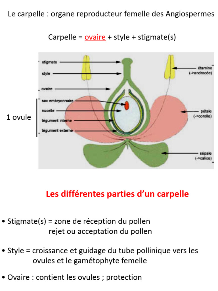 Le Carpelle : Organe des Angiospermes | PDF | Fruit | Embryon