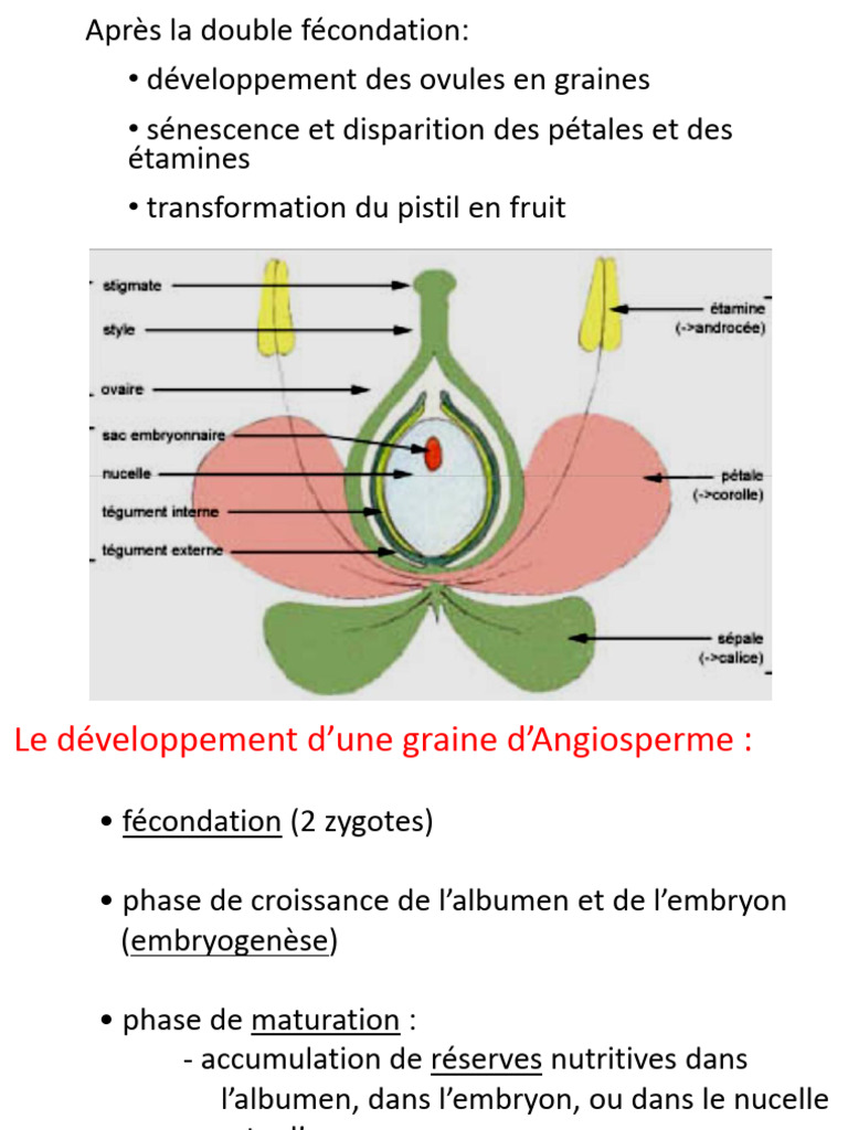 Cours 9 - Reproduction - Sexuee - Angiospermes - Graines-Fruit ...
