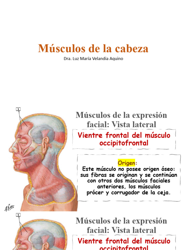 Músculos de La Cabeza | PDF | Sistema musculoesquelético | Anatomía humana
