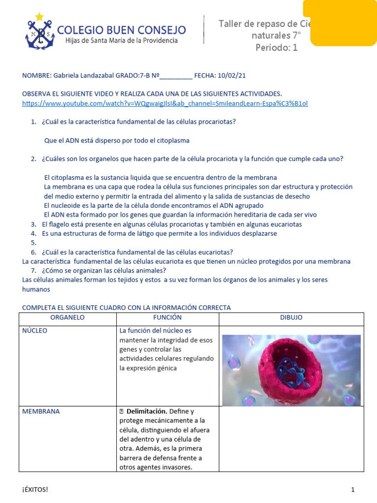 Taller de Repaso La Celula y Sus Organelos | PDF | Biología Celular ...