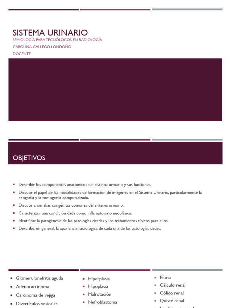 Sistema Urinario | PDF | Sistema urinario | Riñón