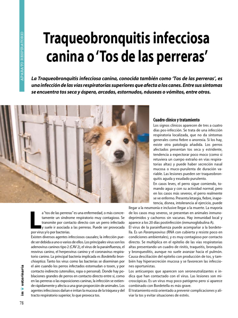Traqueobronquitis Infecciosa Canina 4752 20211212080035 | PDF ...