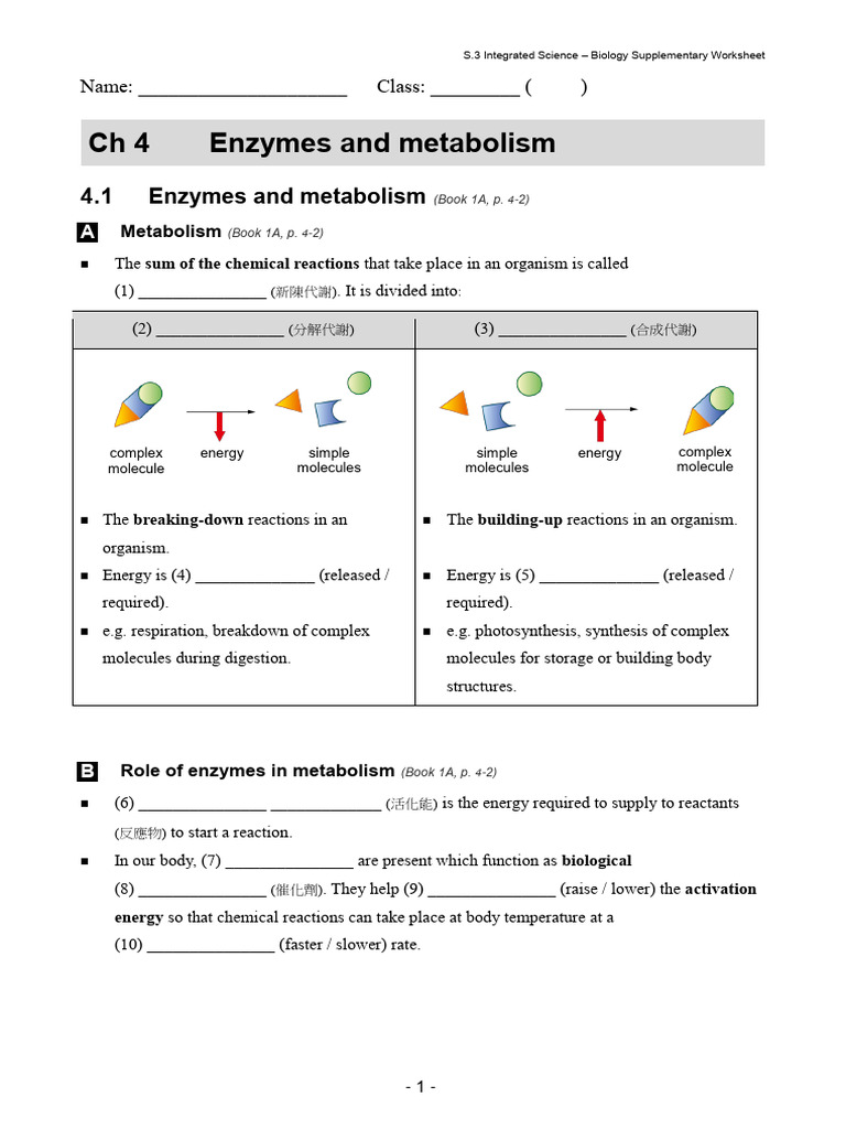 s.3 Is-Bio Ch.4 Ws | PDF