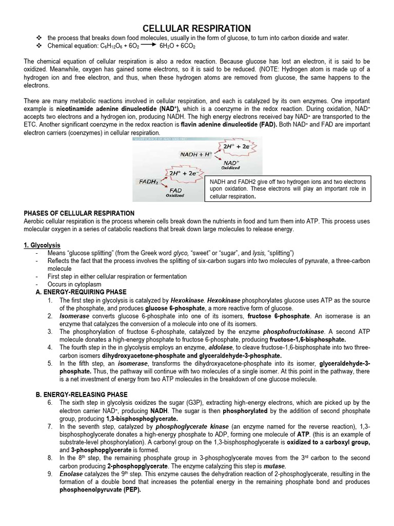 Cellular Respiration Handouts | PDF | Cellular Respiration | Adenosine Triphosphate