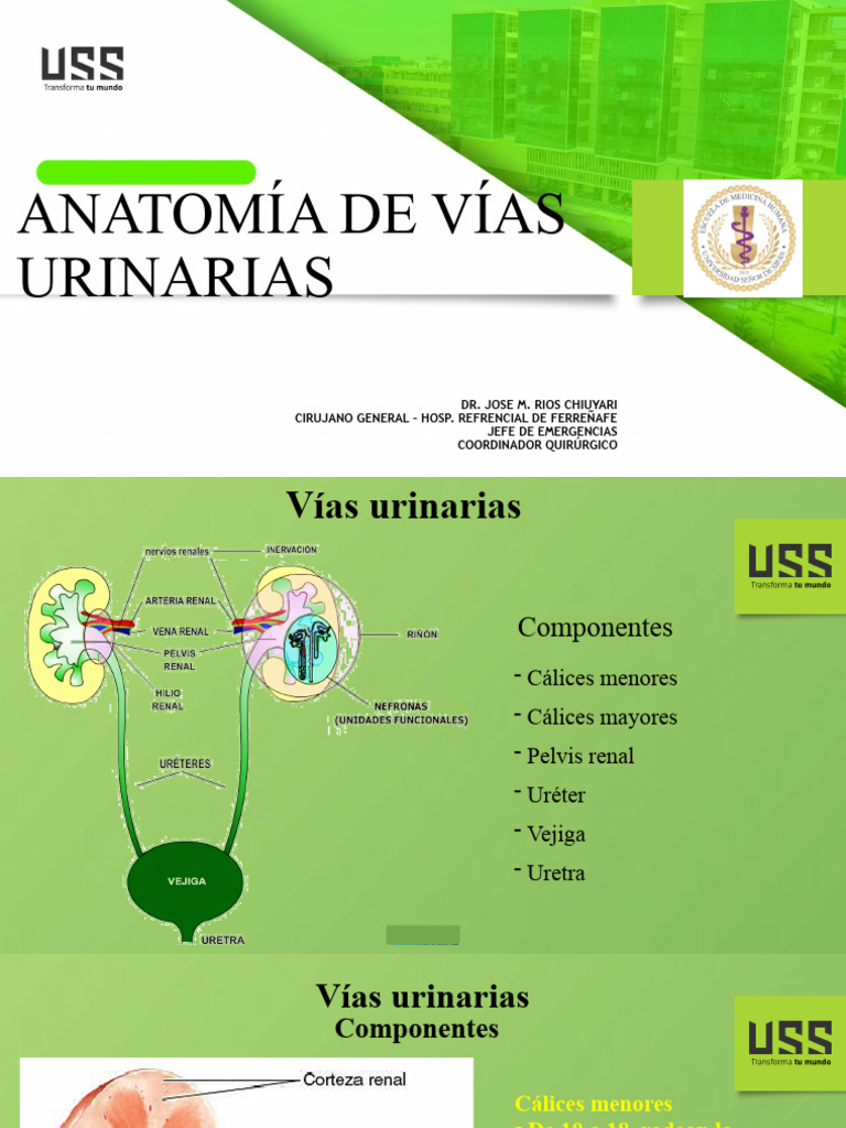 Anatomía de Vías Urinarias | PDF