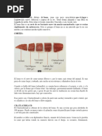 Visceras de La Res | PDF | Menudencias | Carne
