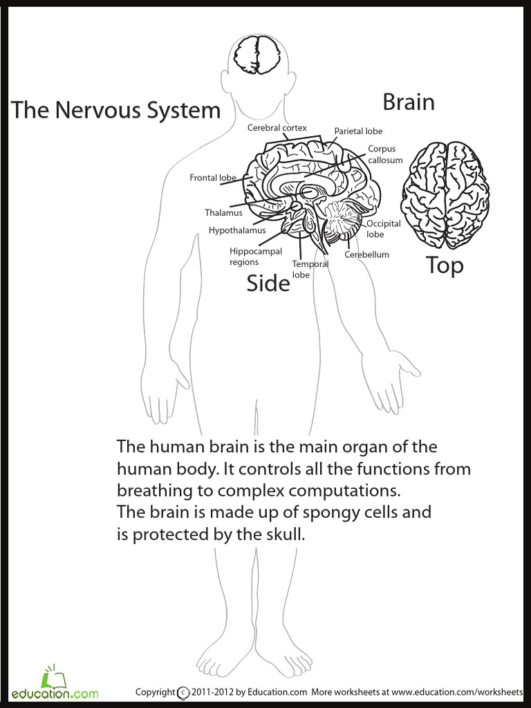 Human Anatomy Brain | PDF