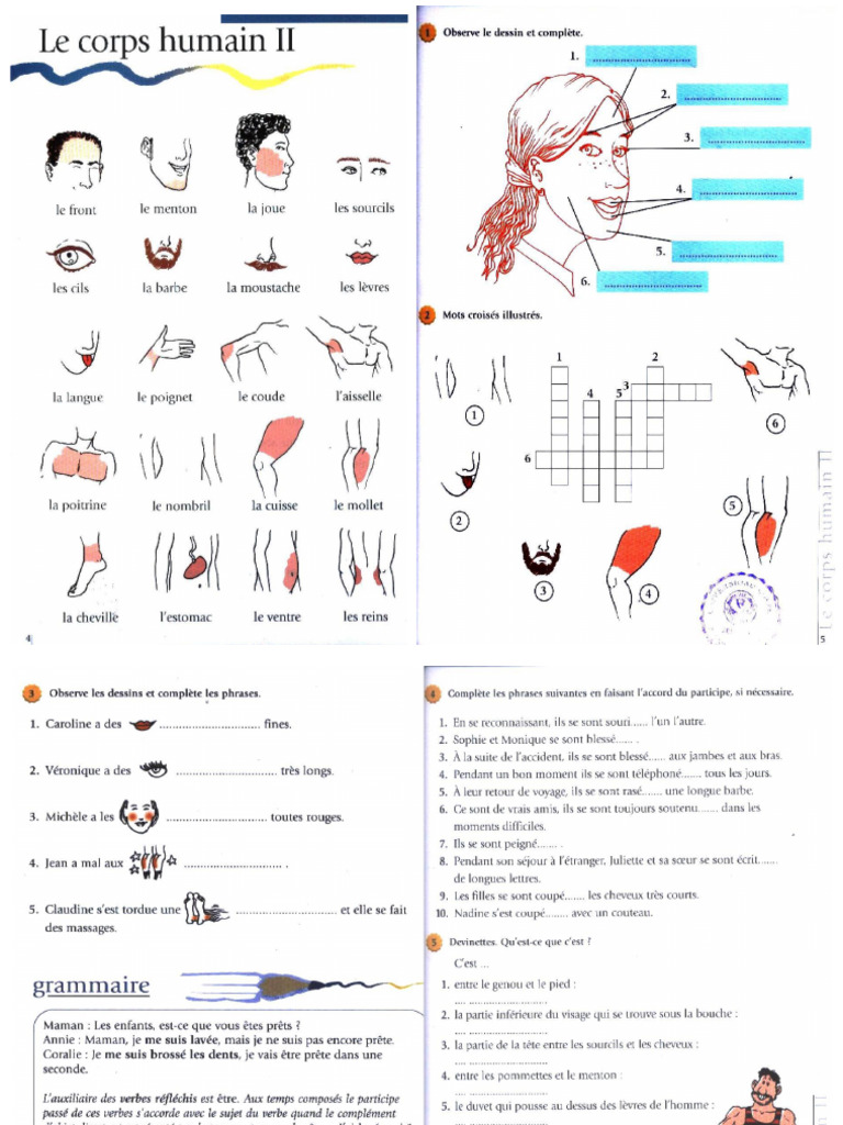 1. Vocabulaire Du Corps Humain | PDF