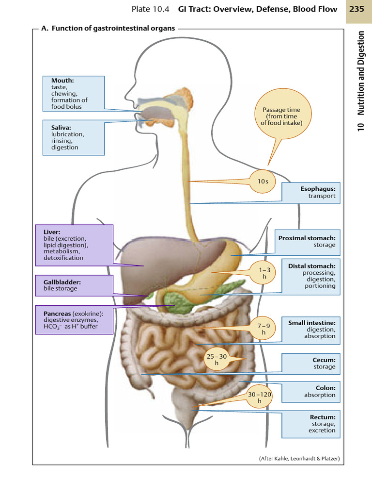 Flow Chart Anatomy and Physiology | PDF | Digestion | Gastrointestinal ...