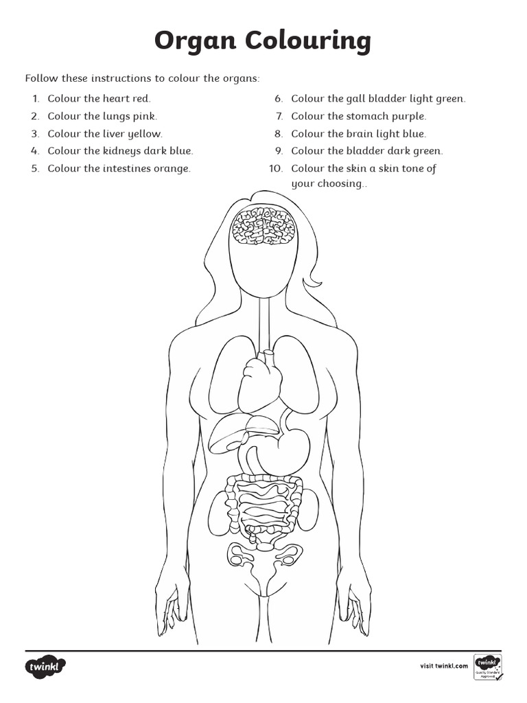 Organs Colouring Activity Sheet | PDF