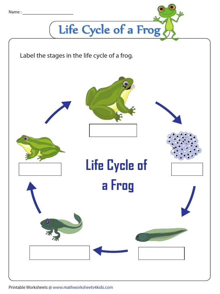 Frog Life Cycle Labeling Worksheet | PDF