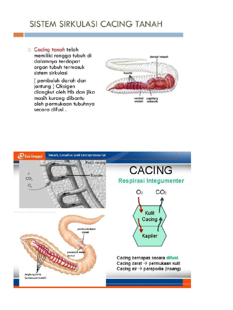 Pernapasan Brung Dan Cacing | PDF