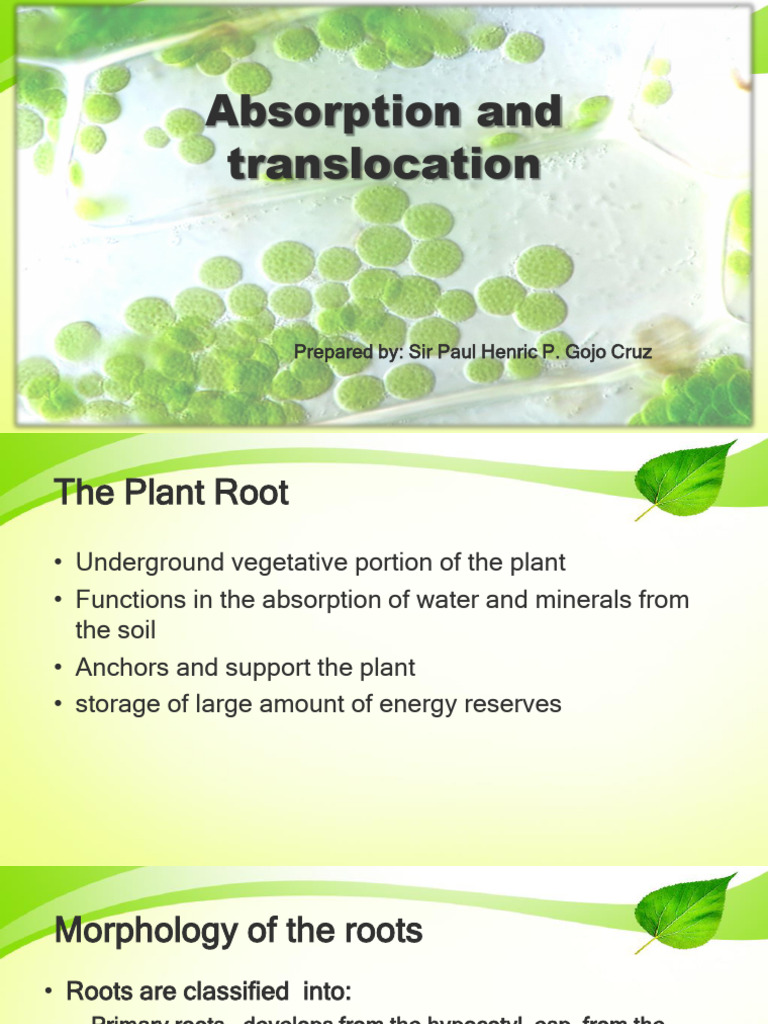 Absorption and Translocation in Plants | PDF | Plant Stem | Root
