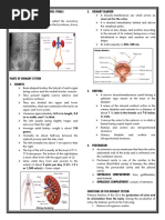 Urinary System Medical Terminology Guide | PDF | Kidney | Urinary System