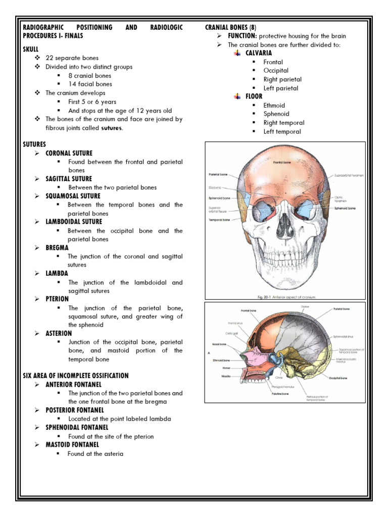 Radiographic Skull Positioning | PDF | Skull | Human Head And Neck