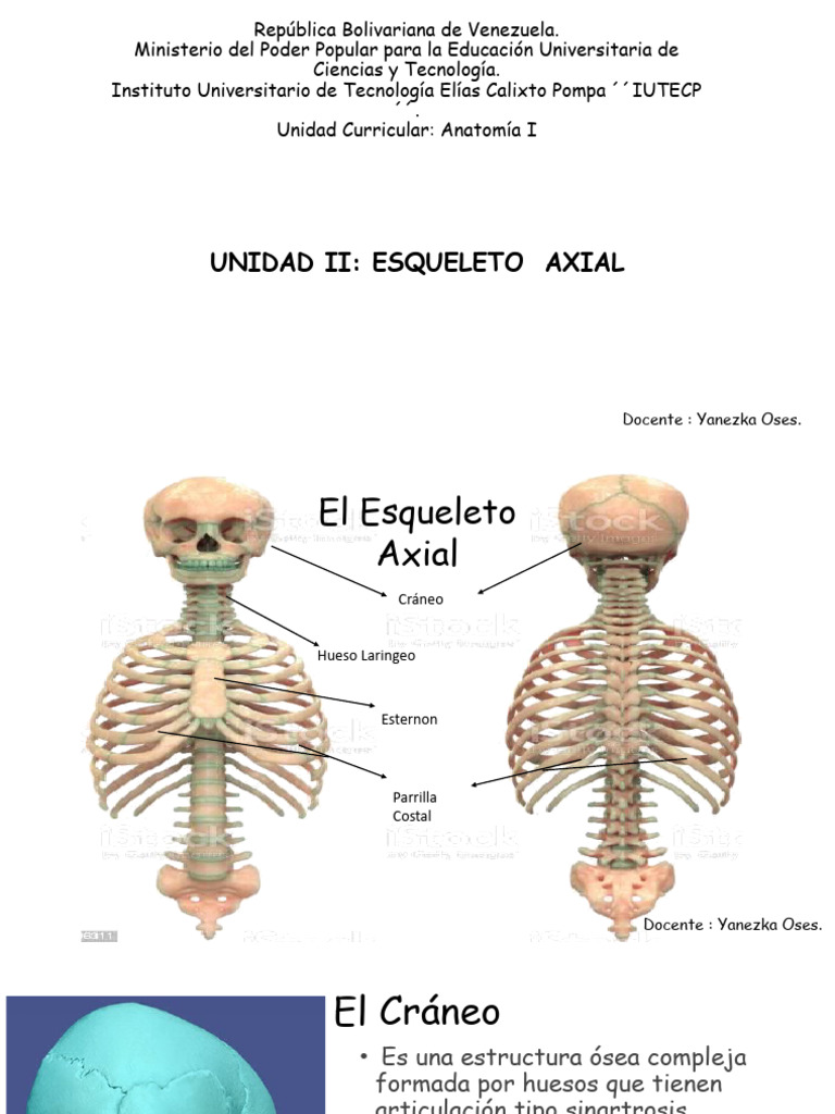 Unidad III Esqueleto Axial-1 | PDF | Cráneo | Vértebra