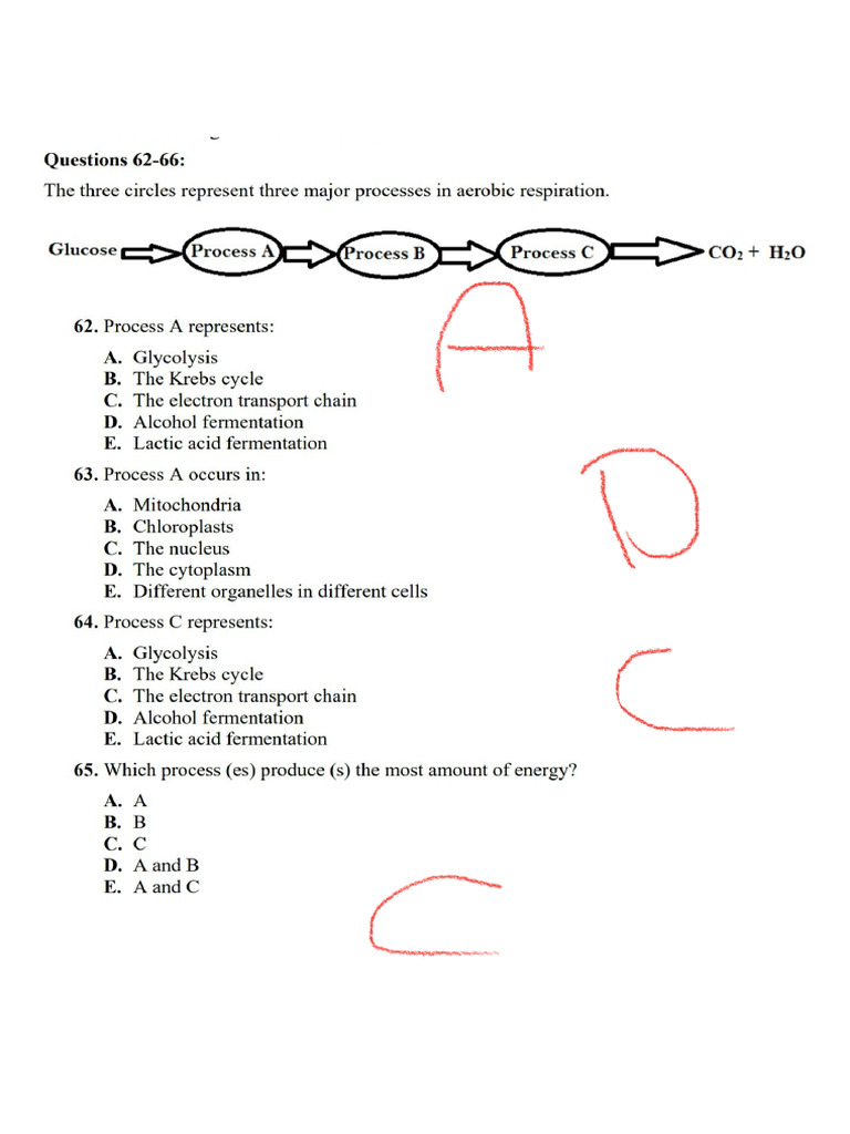 Photosynthesis and Cellular Respiration | PDF