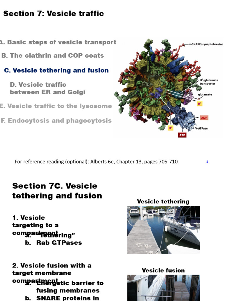 Section 7C - Vesicle Tethering and Fusion F2023 - P | PDF | Vesicle ...